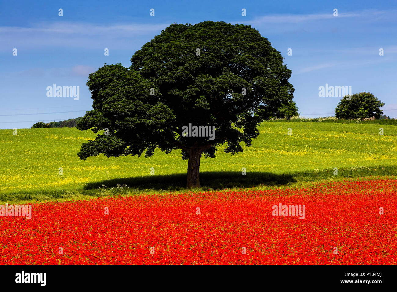 A poppy field in Northumberland, UK Stock Photo - Alamy