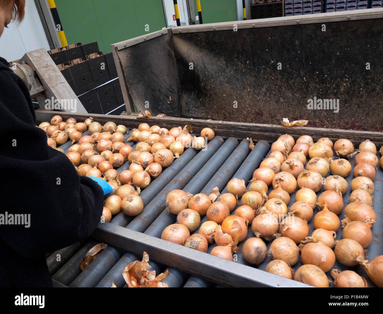 Packaging and sorting of onions in a vegetable wholesaler Stock Photo ...
