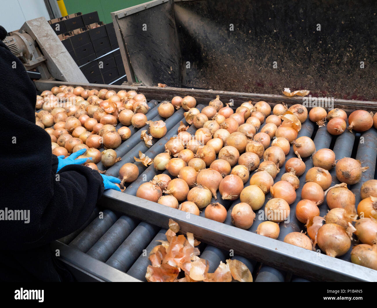 Packaging and sorting of onions in a vegetable wholesaler Stock Photo ...