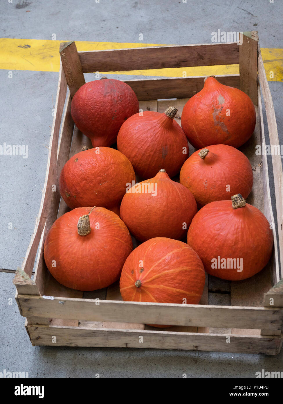 Packing and sorting of red pumpkins in a vegetable warehouse Stock ...