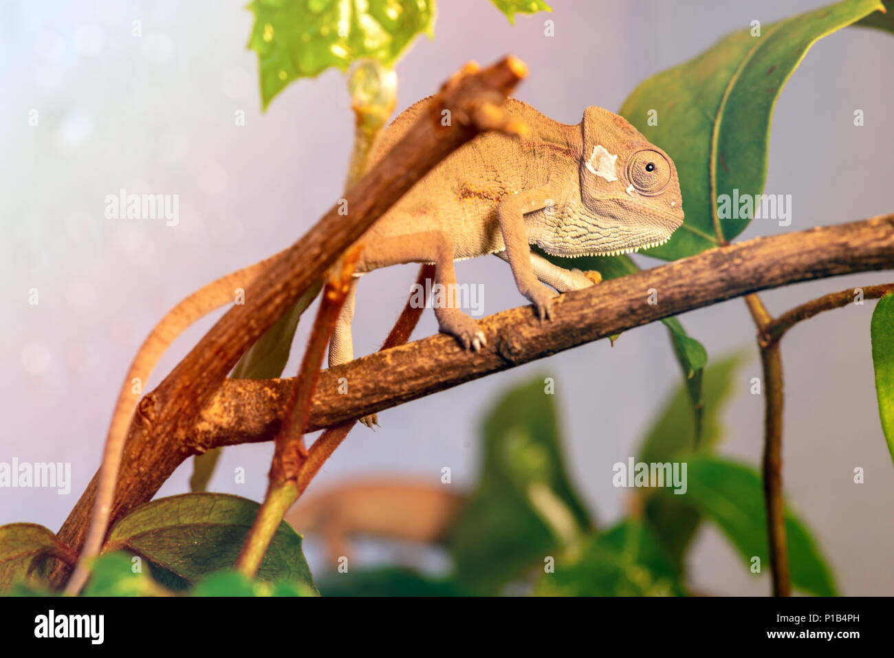Beautiful chameleon hidden in the woods Stock Photo - Alamy