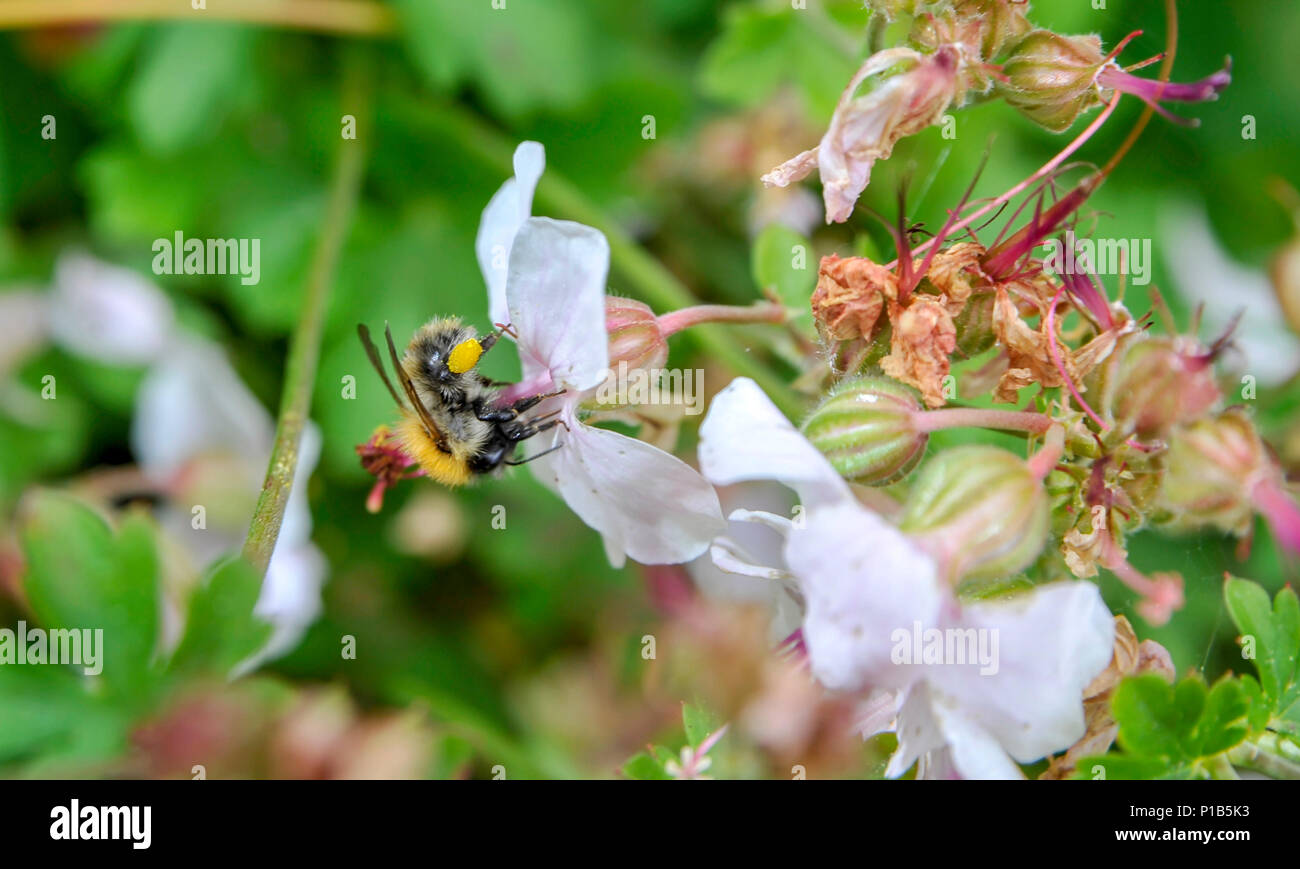 Bee collecting nectar pollen from flowers in UK garden in summer Stock ...