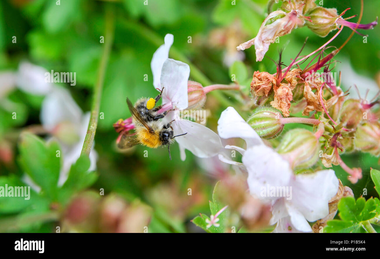 Bee collecting nectar pollen from flowers in UK garden in summer Stock ...