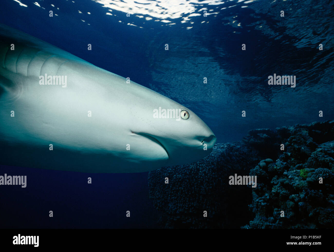 Caribbean Reef Shark (Carcharhinus perezi) hunting Yellowtail Snappers ...