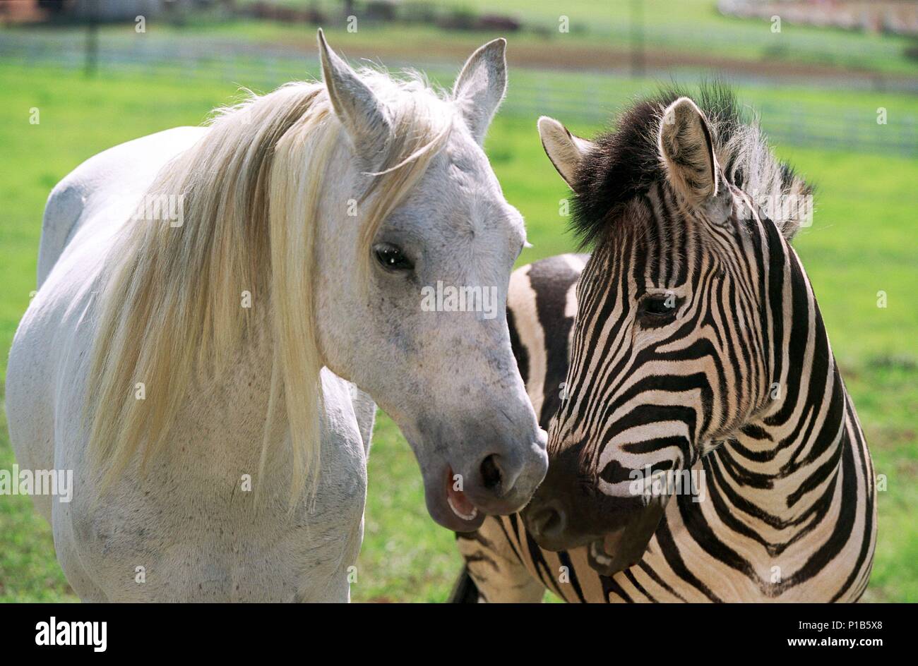 Original Film Title: RACING STRIPES. English Title: RACING STRIPES ...