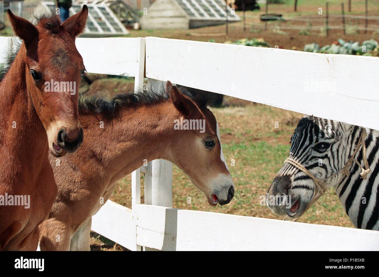 Original Film Title: RACING STRIPES. English Title: RACING STRIPES ...