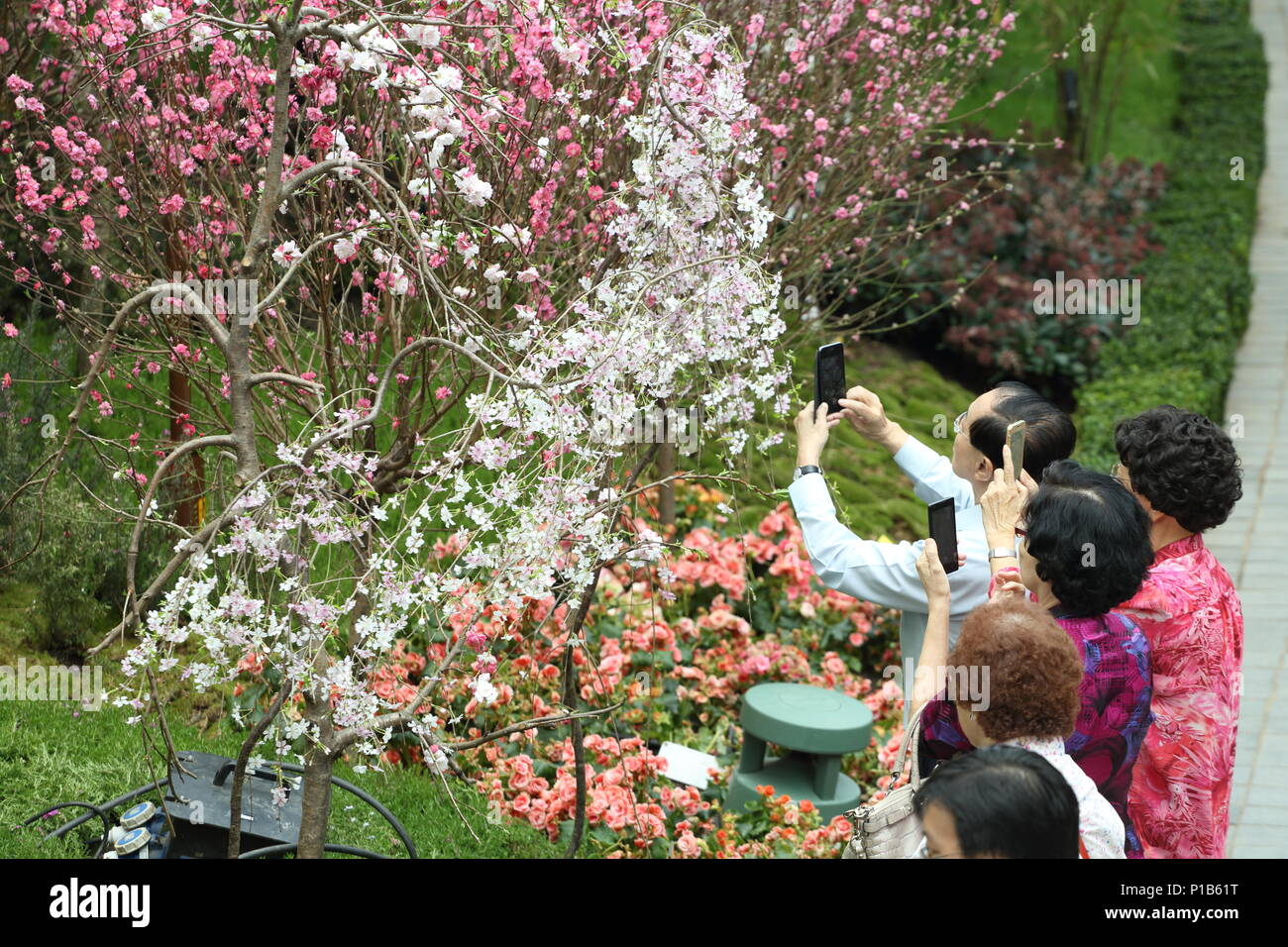 Group of elderly folks use their smart phone device to capture the ...
