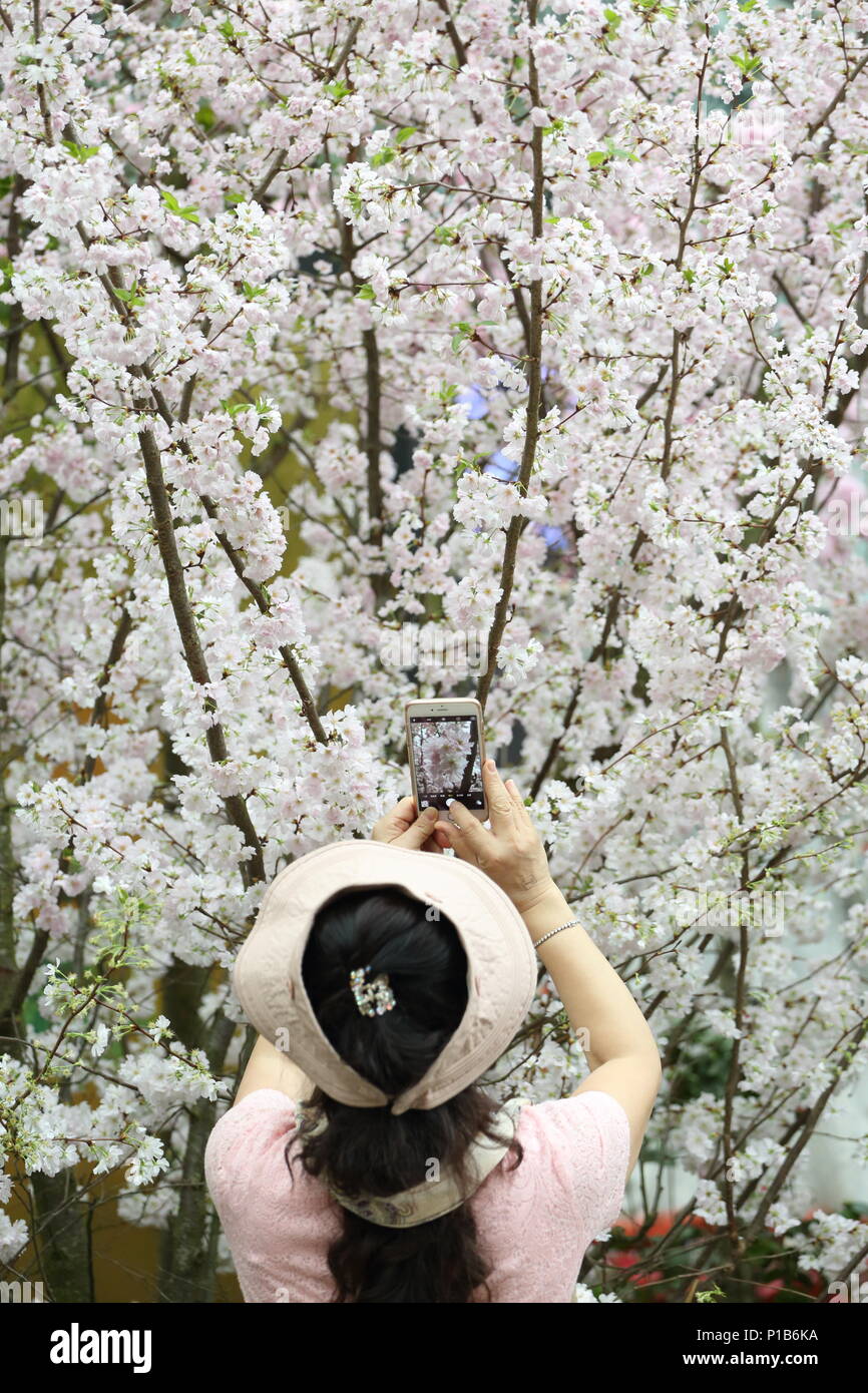 Top down view showing back view of a lady taking picture of the Sakura ...