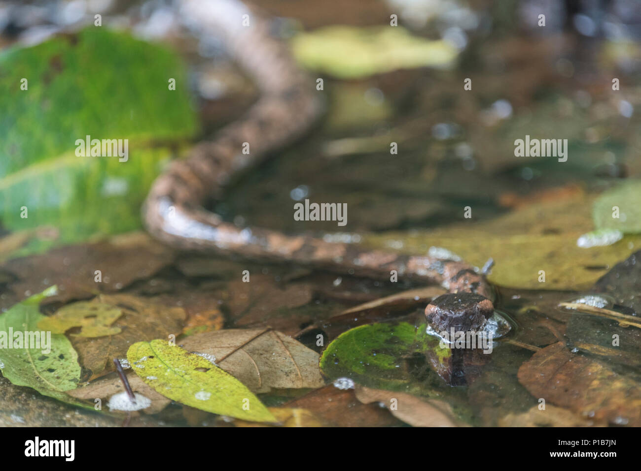 Common green pit viper hi-res stock photography and images - Alamy