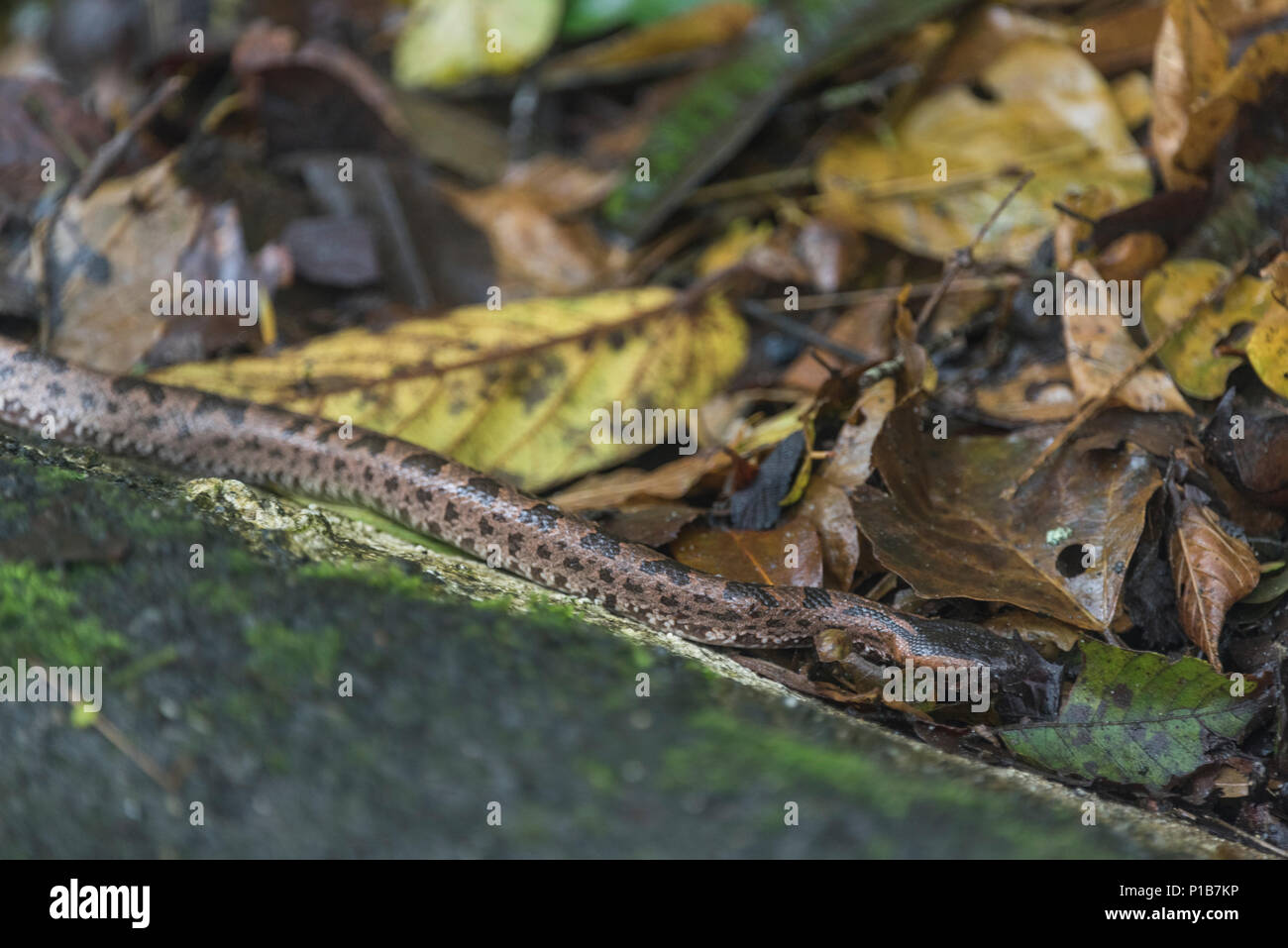 Mountain Pit Viper, wild snake Stock Photo - Alamy