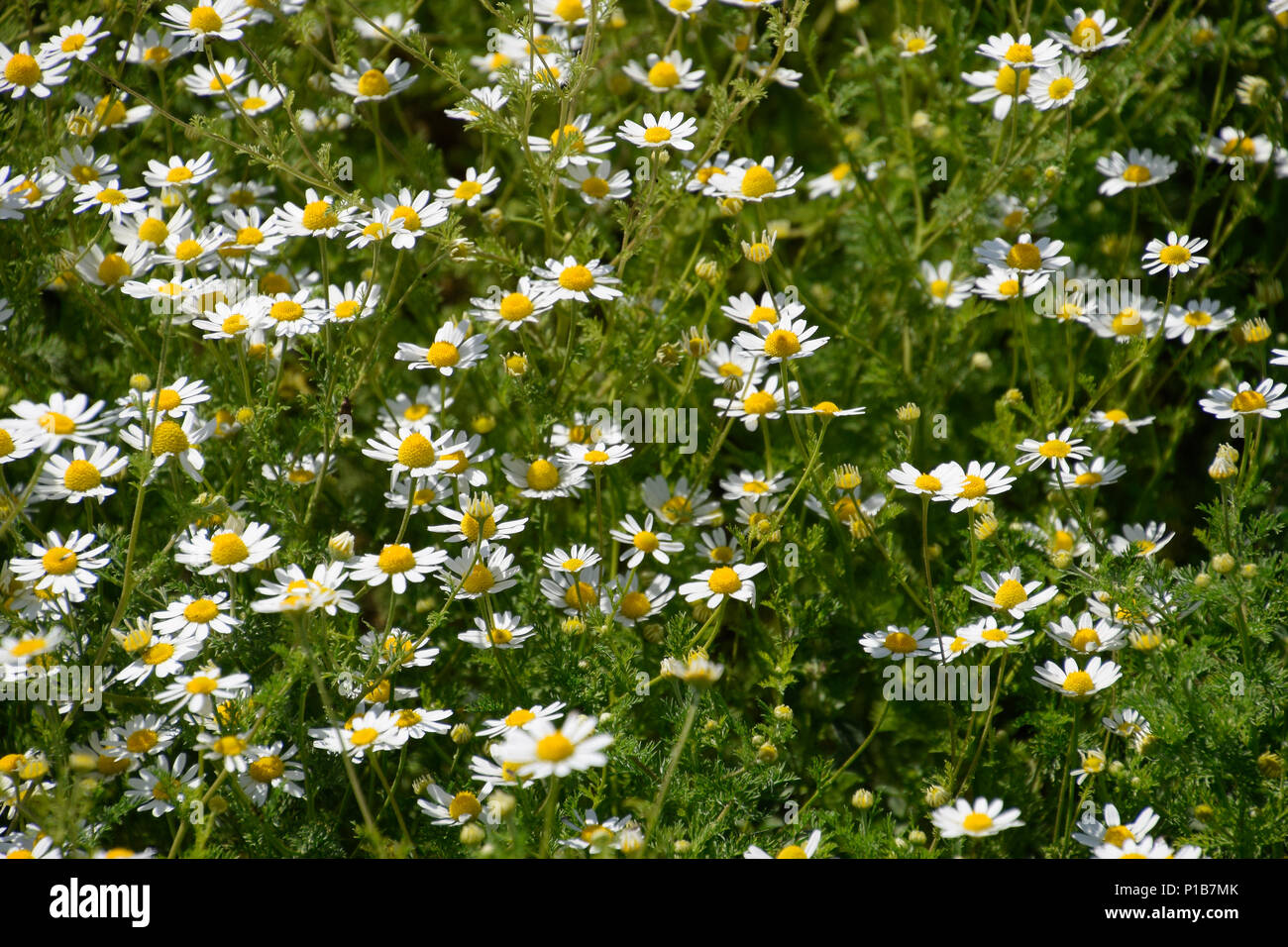 Chamomile flowers. Pharmaceutical camomile. Medicinal plant chamomile ...