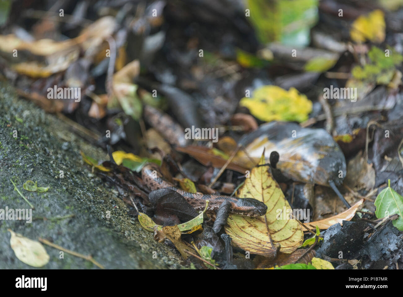 Common green pit viper hi-res stock photography and images - Alamy