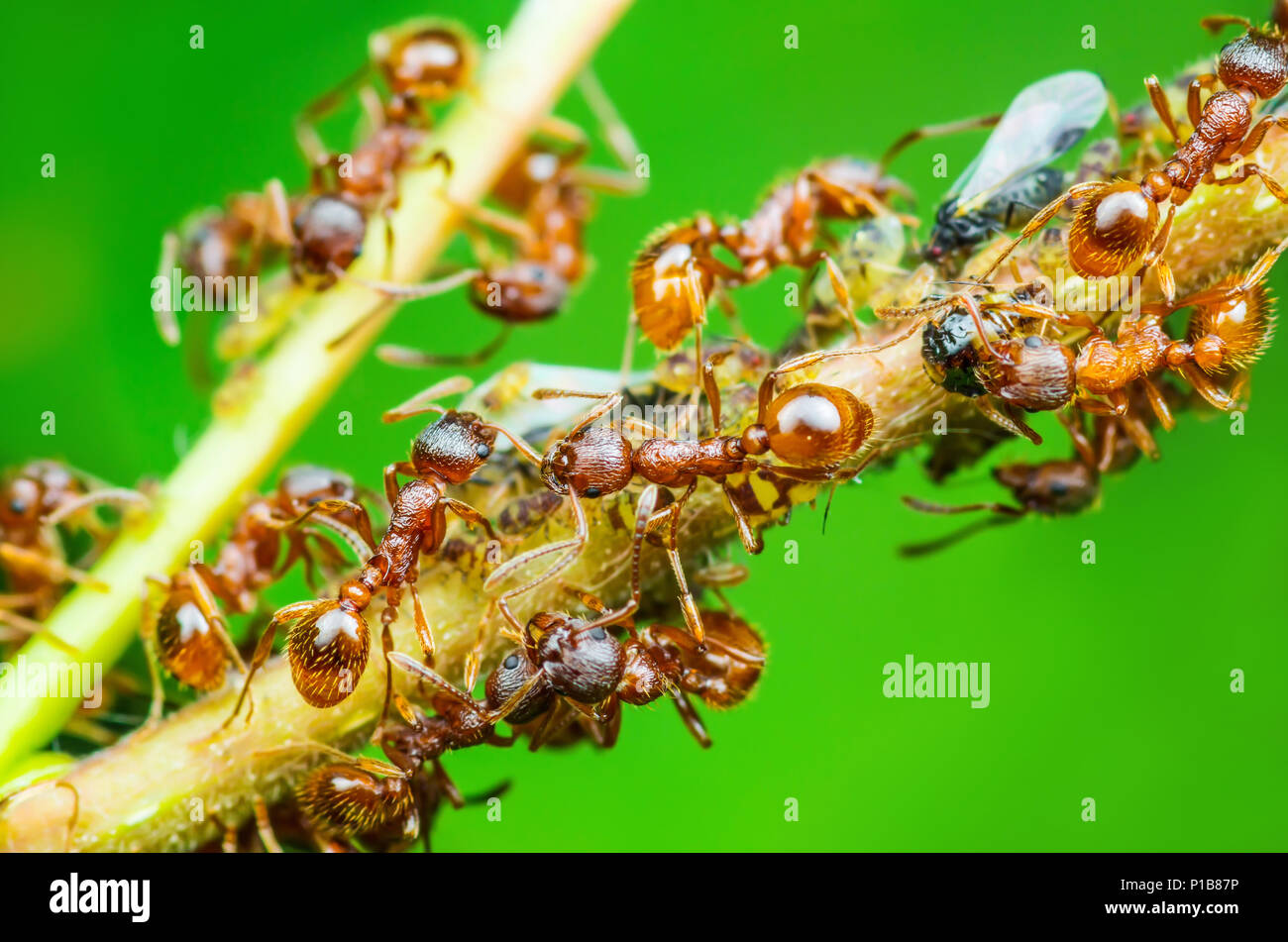 Red Ant and Aphid Colony on Twig Stock Photo - Alamy