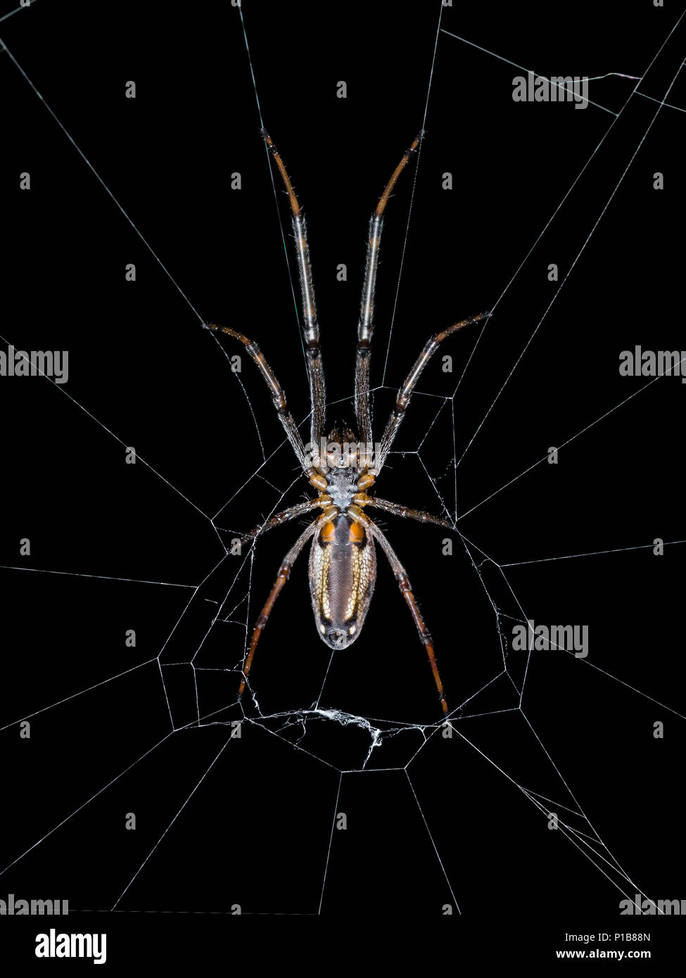 Spider Web Trap on Dark Background Stock Photo - Alamy