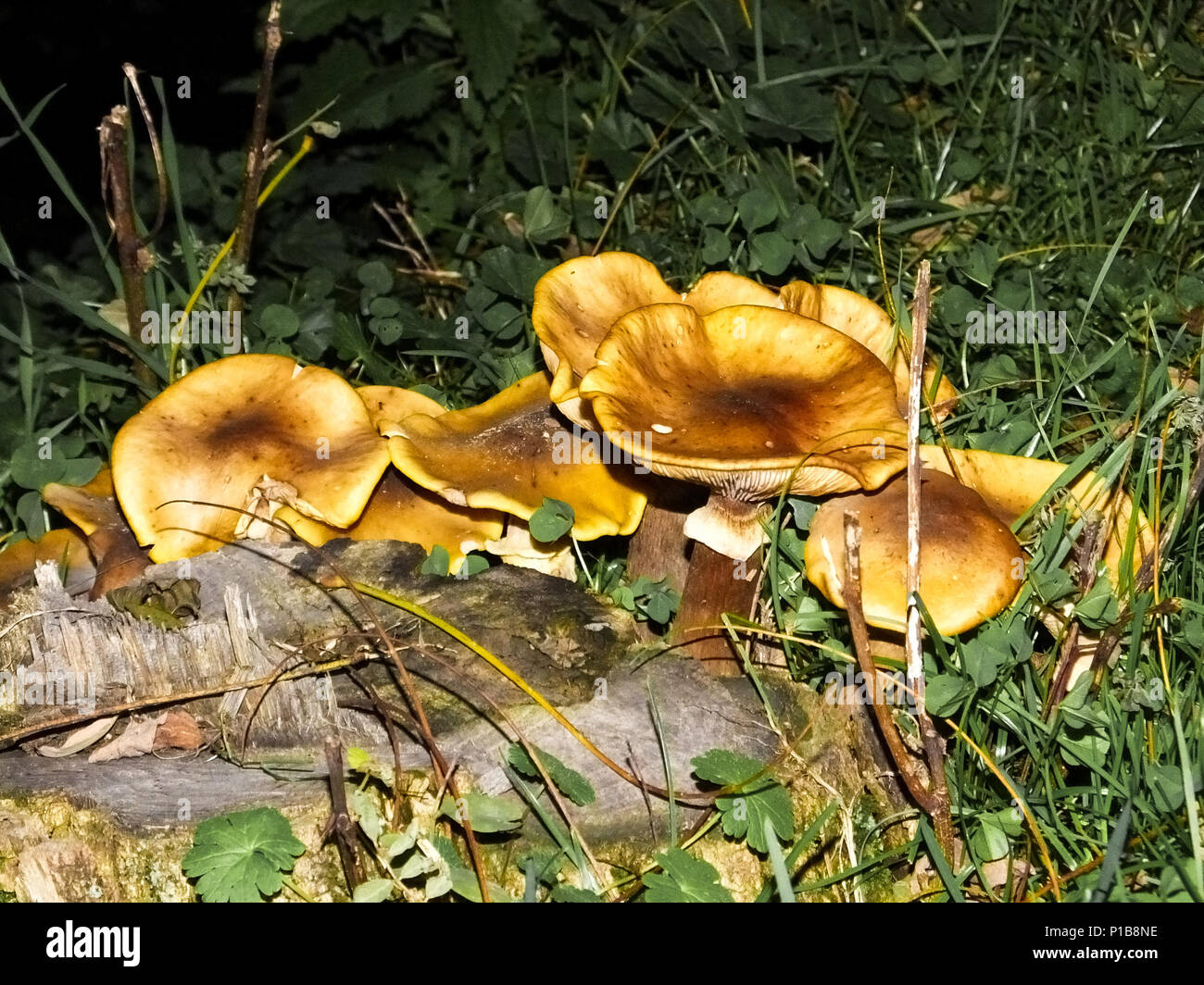 Log mushroom hi-res stock photography and images - Alamy
