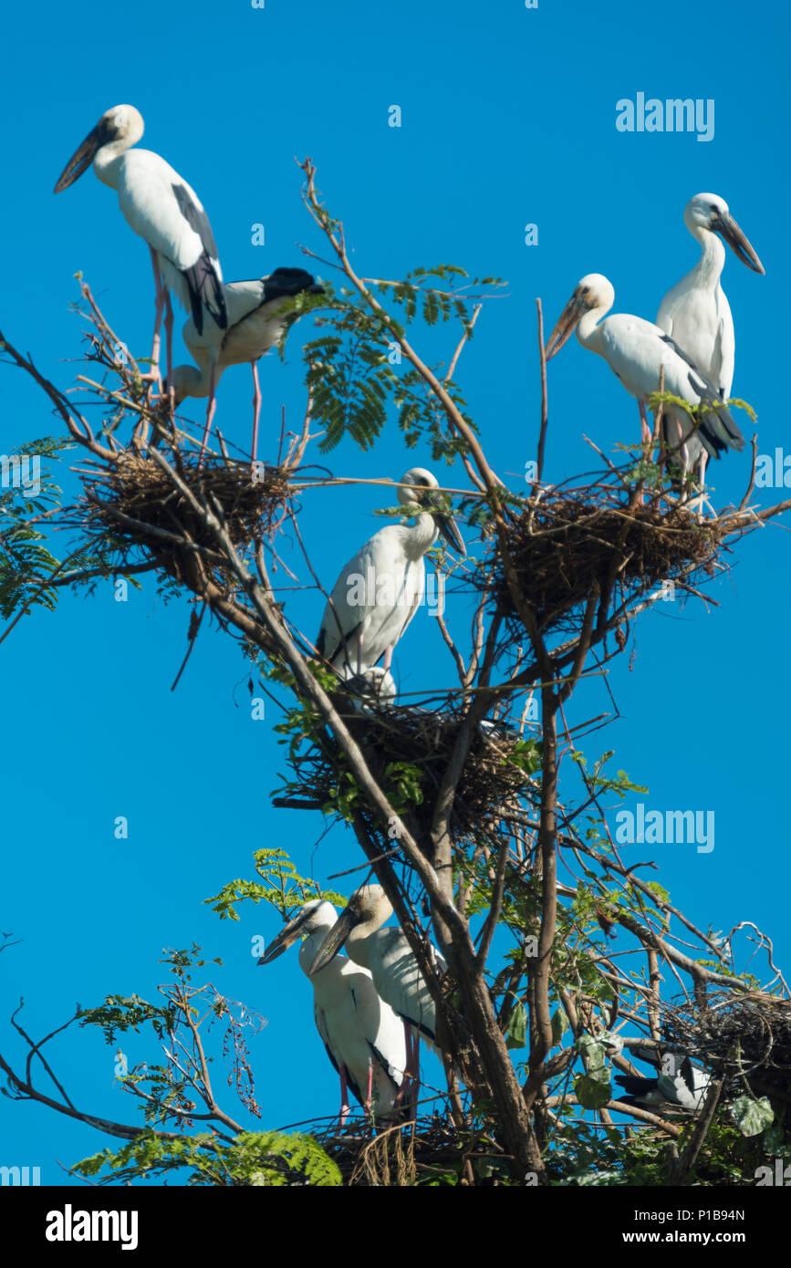 Open-billed stork, Asian openbill Stock Photo - Alamy