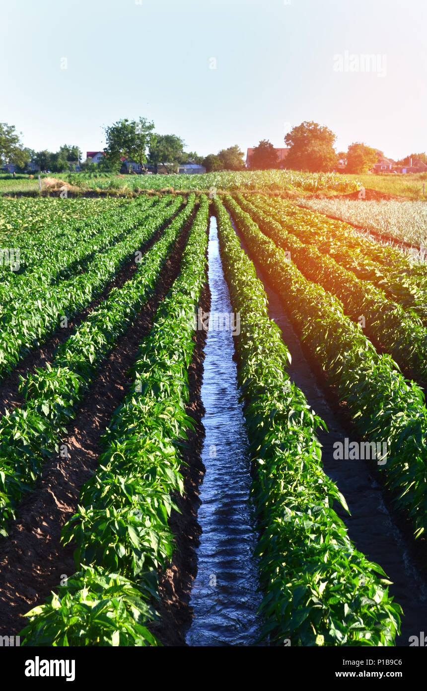 watering of agricultural crops, countryside, irrigation, natural ...
