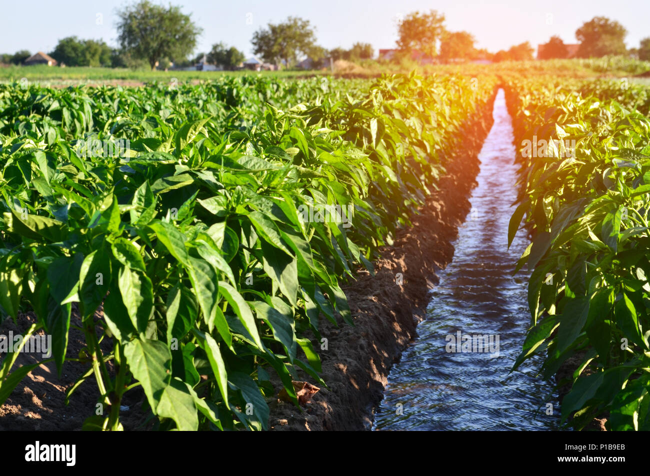 watering of agricultural crops, countryside, irrigation, natural ...