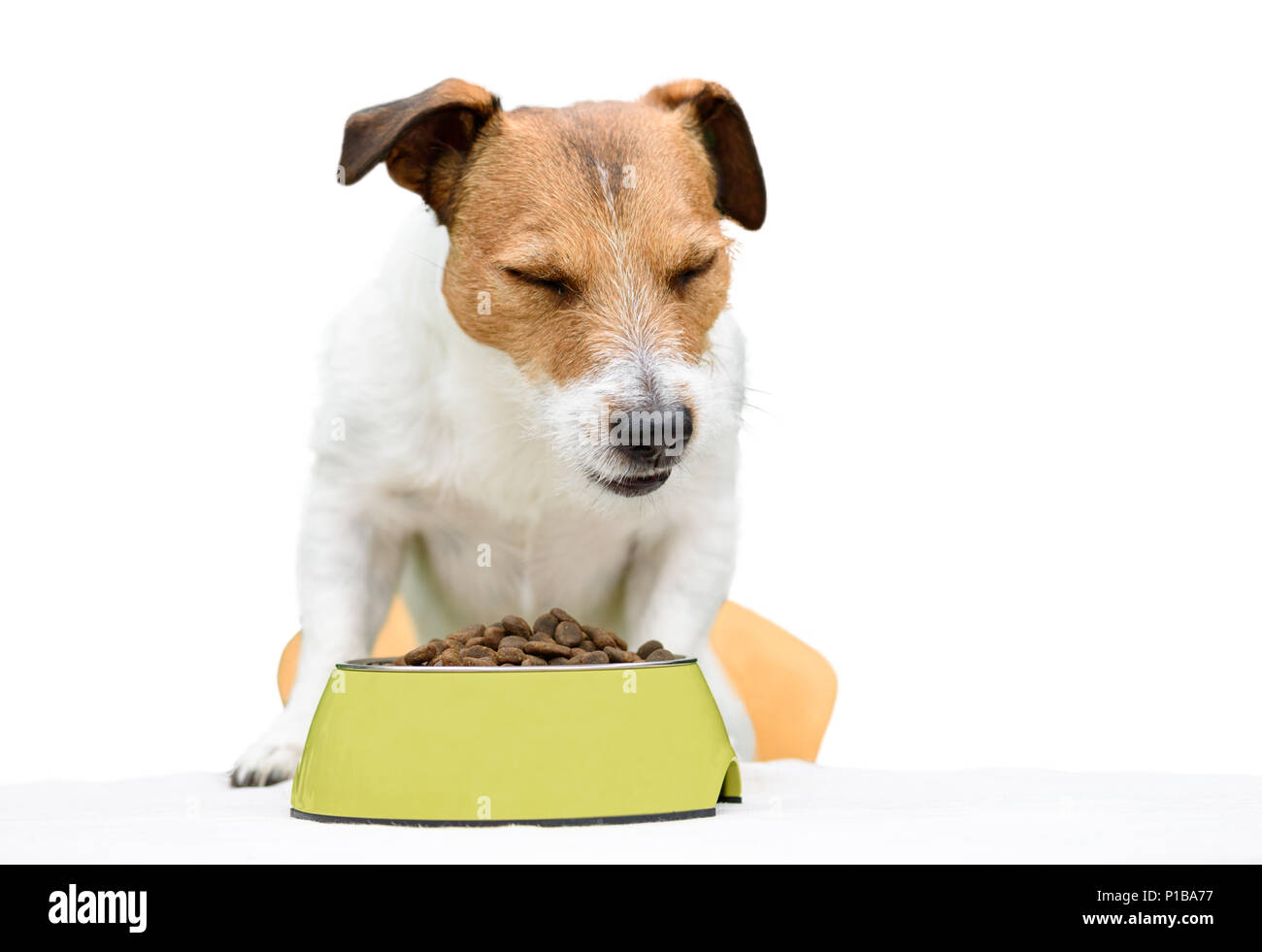 Happy dog eating dry food from bowl behind table Stock Photo - Alamy