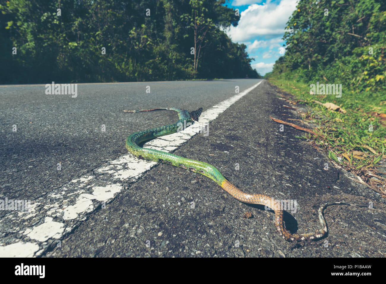 Dead snake in road hi-res stock photography and images - Alamy