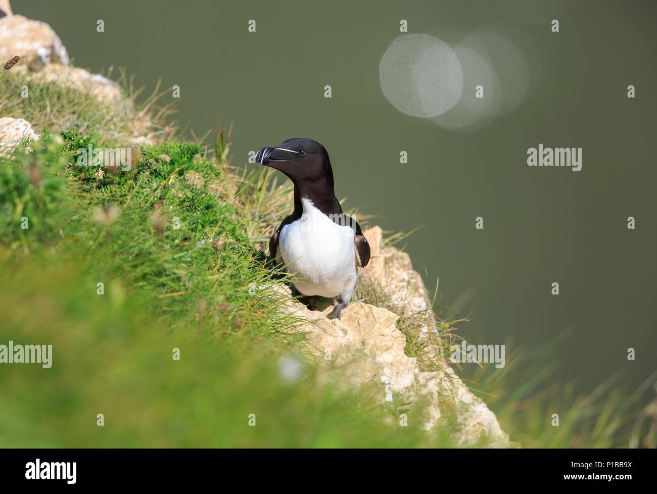 Agile bird hi-res stock photography and images - Alamy