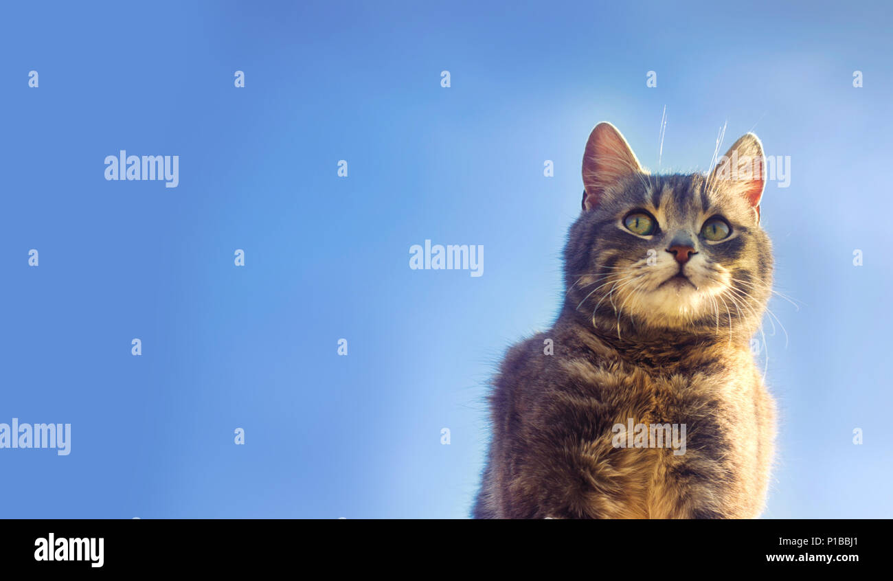 gray cat on a blue background in sunlight. cat in the sky. a pet ...