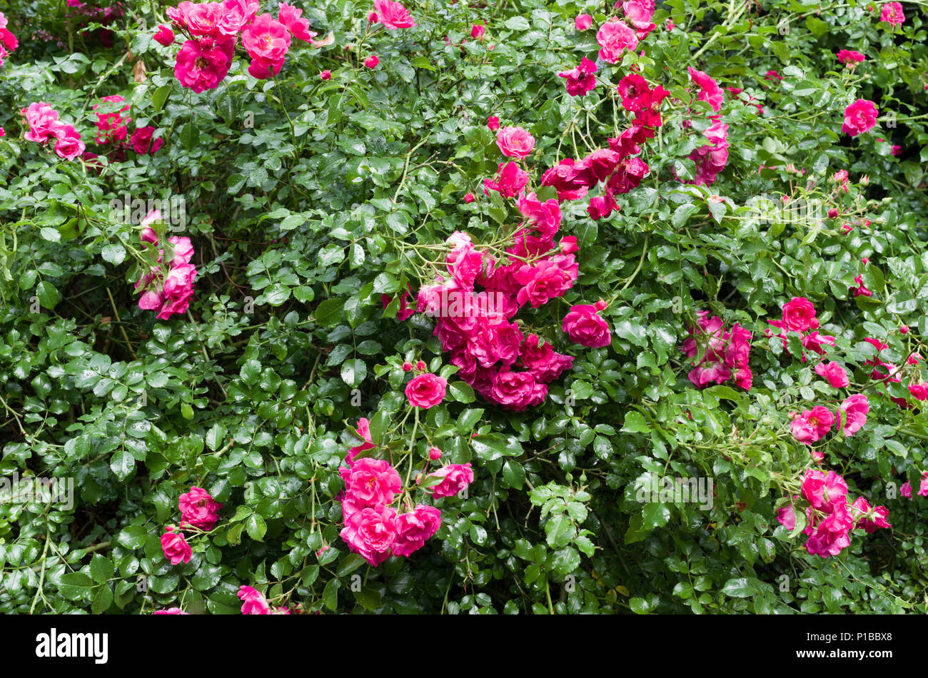 pink rose flowering plant in bloom Stock Photo - Alamy
