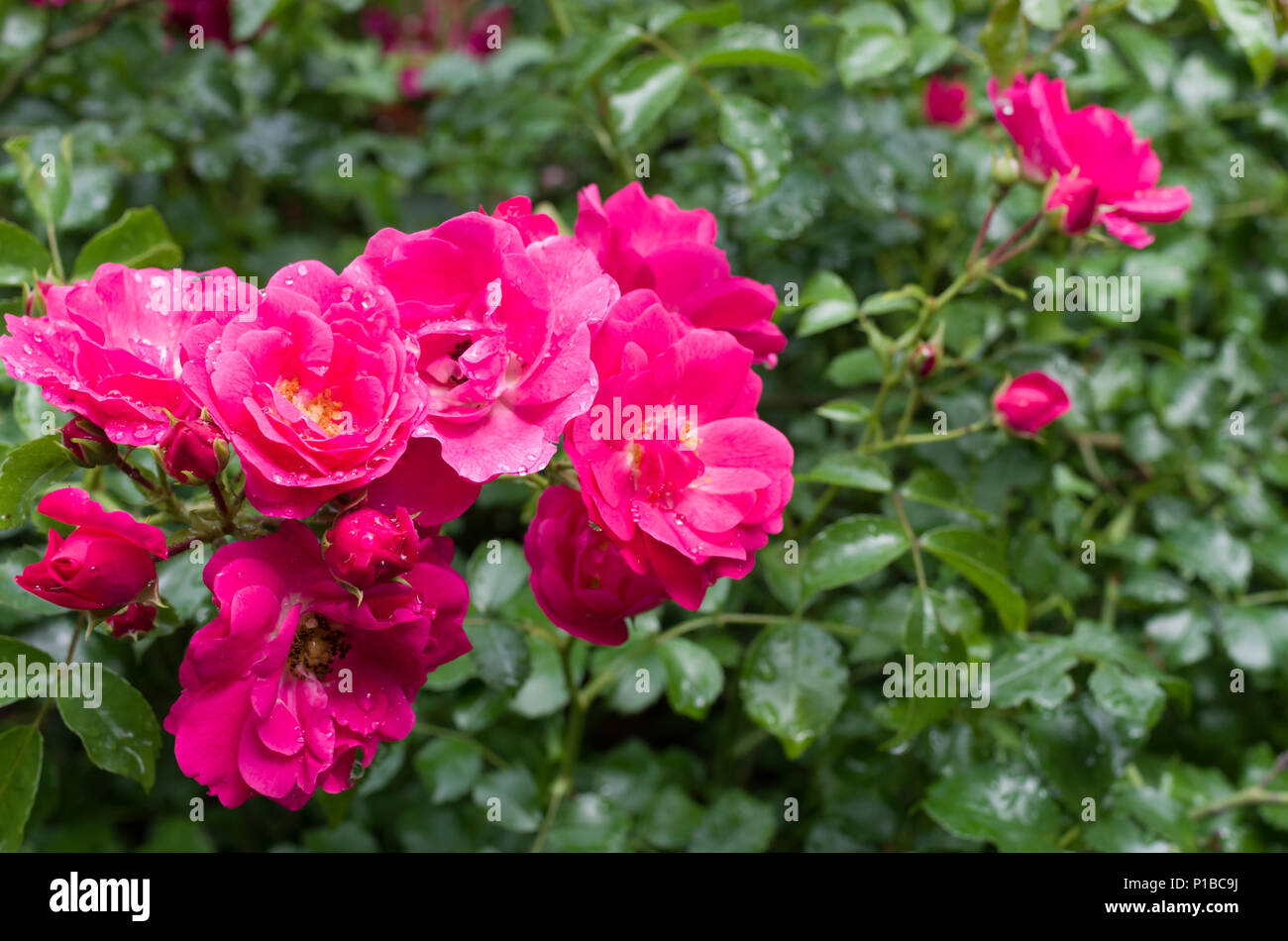 pink rose flowering plant in bloom Stock Photo - Alamy
