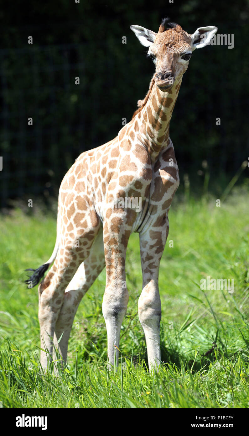 Giraffe feet hi-res stock photography and images - Alamy
