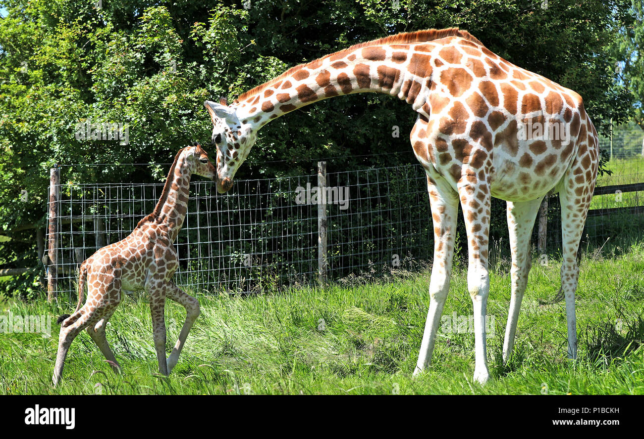 Giraffe feet hi-res stock photography and images - Alamy