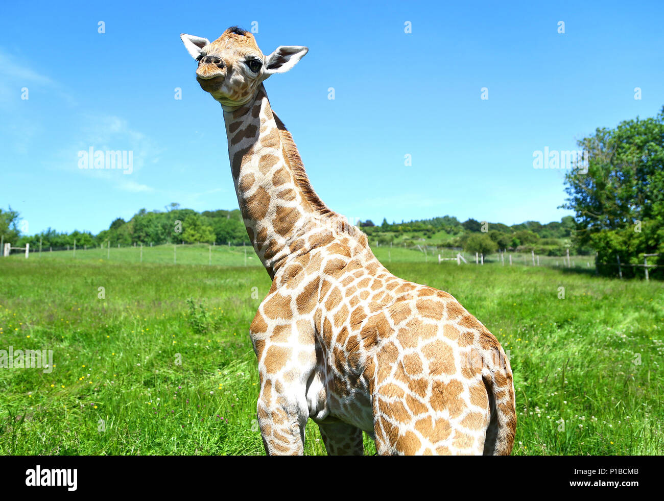 Giraffe feet hi-res stock photography and images - Alamy
