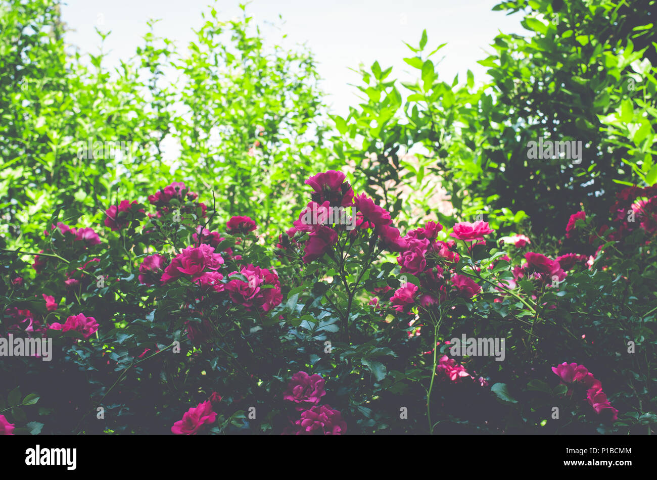 pink rose flowering plant in bloom Stock Photo - Alamy