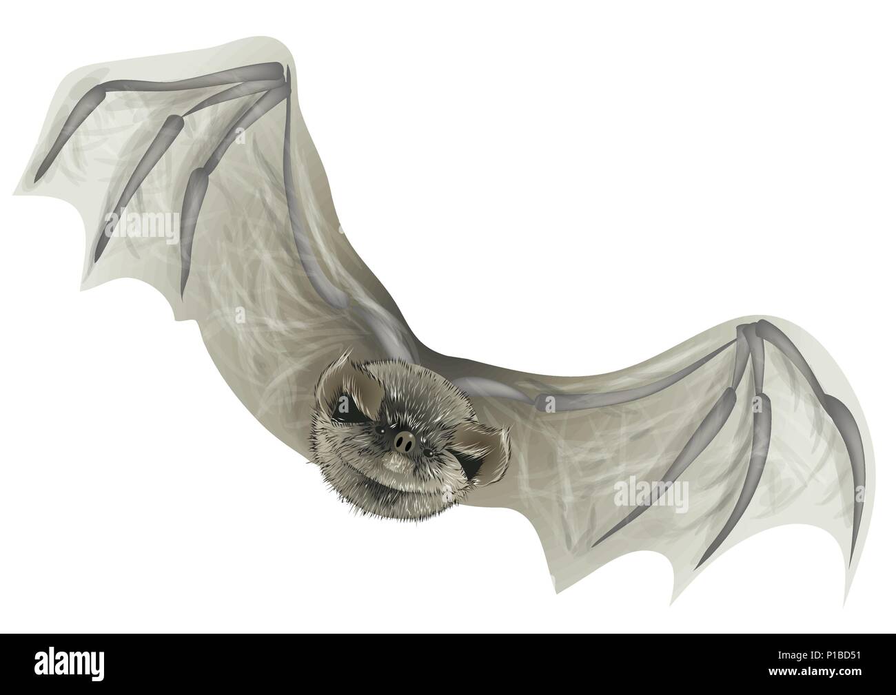 Bat wing close up Stock Vector Images - Alamy