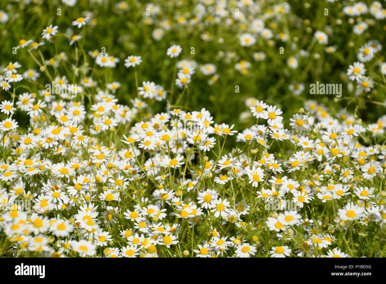 Chamomile flowers. Pharmaceutical camomile. Medicinal plant chamomile ...