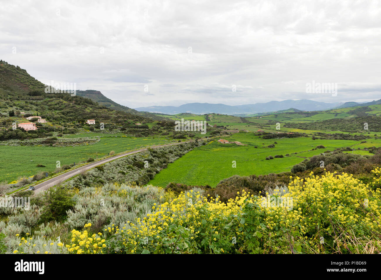 nature and landscape of sardinia island with road and yellow flowers as ...