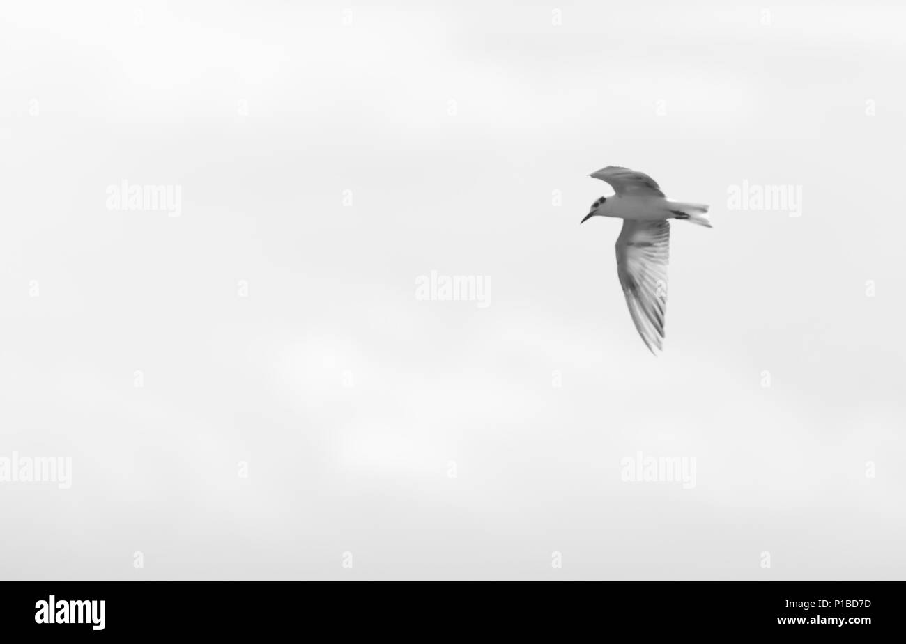 Flying seagul Black and White Stock Photos & Images - Alamy