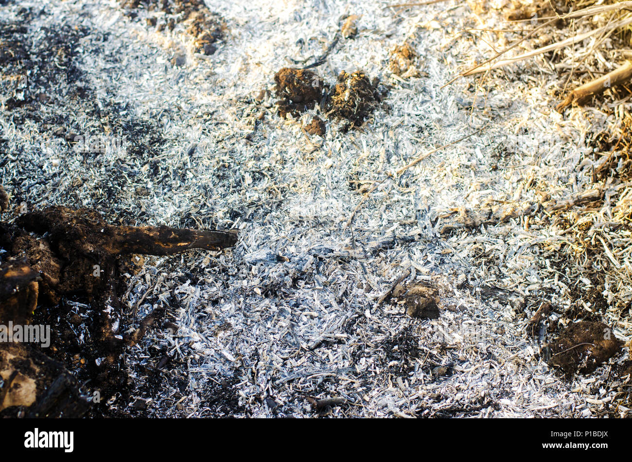 texture of the ashes, remains of fire, burnt tree, background for ...