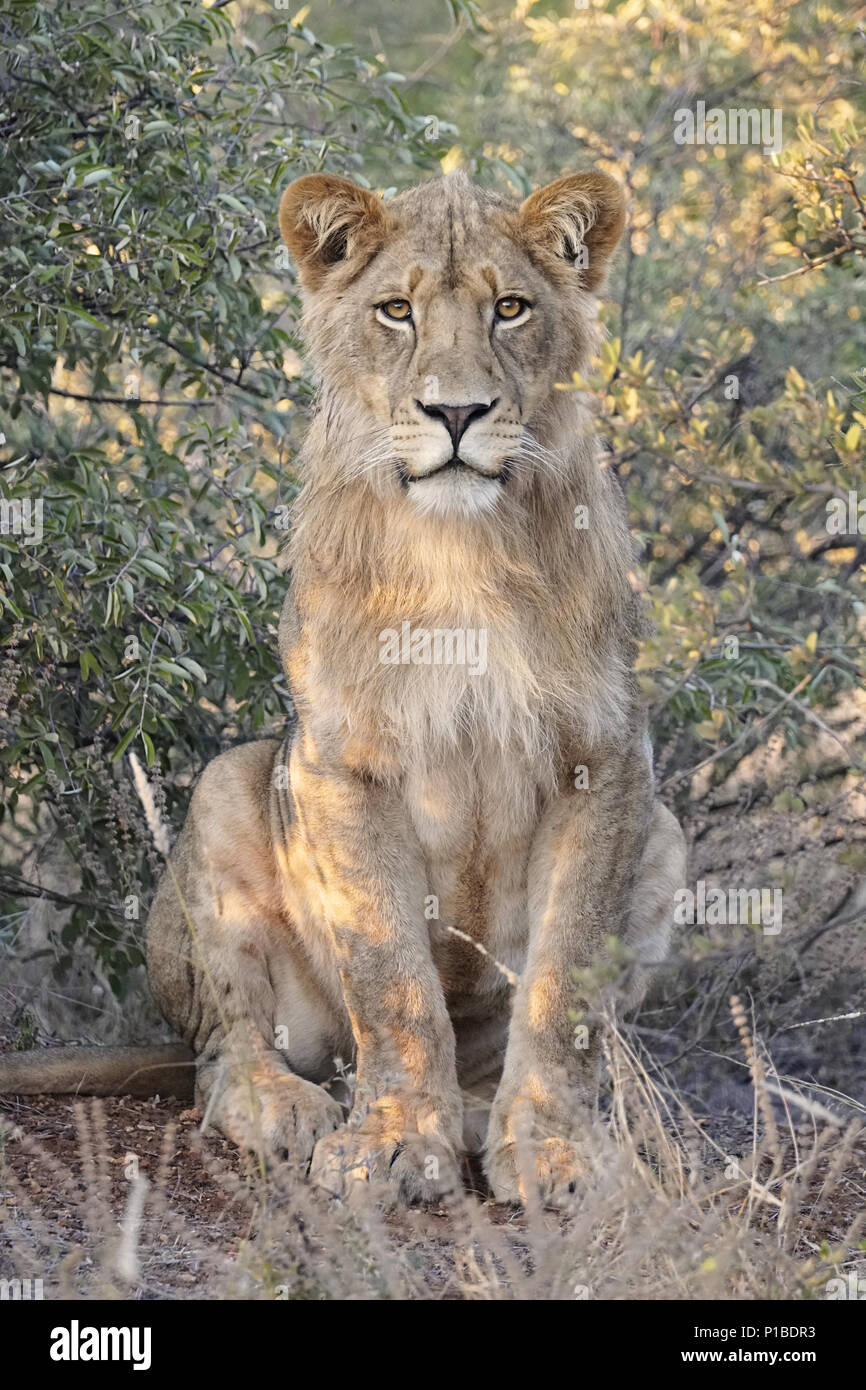 Young male lion sitting proudly in African bush with sunlight ...