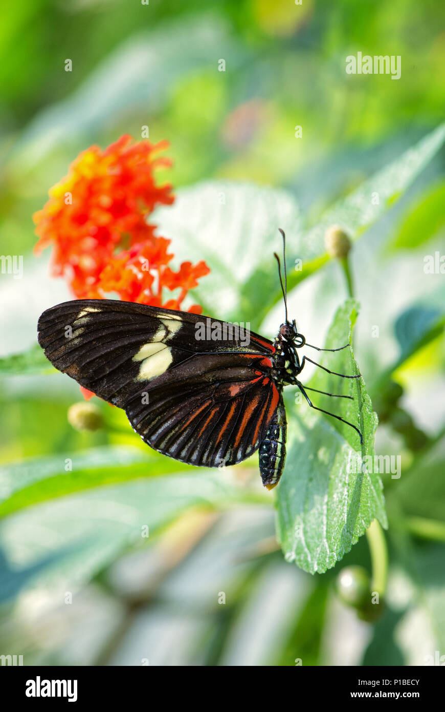 Doris Longwing - Laparus doris, beautiful colorful butterfly from New ...