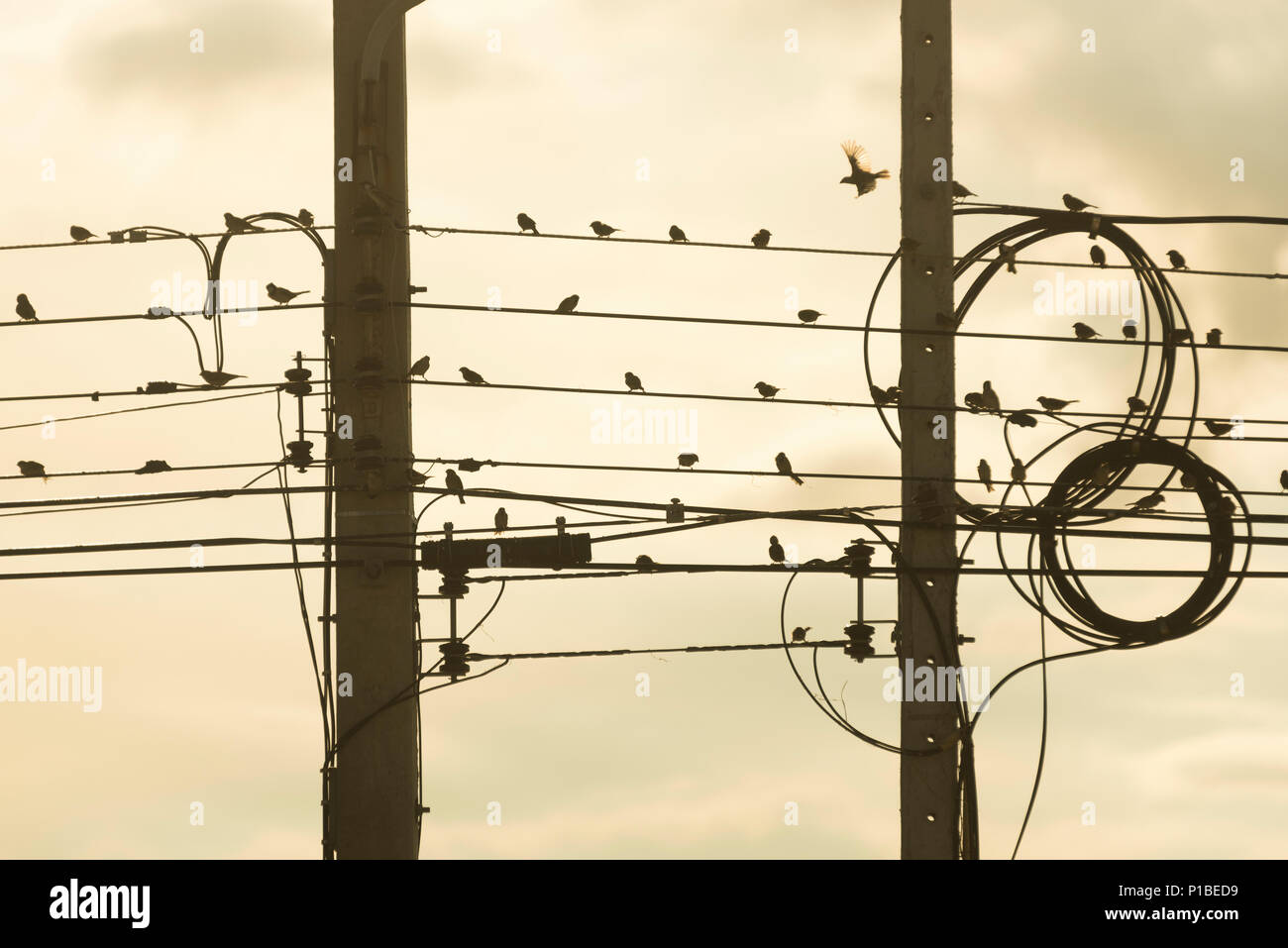 Many birds are on the power line Stock Photo - Alamy