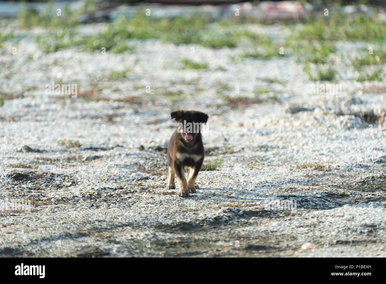 Puppies are running fun Stock Photo - Alamy