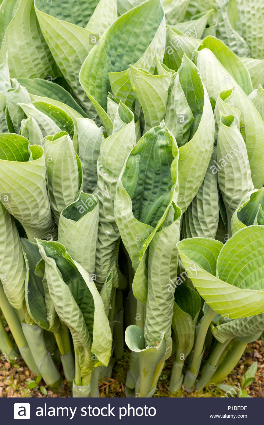 Hosta Abiqua Drinking Gourd High Resolution Stock Photography and ...