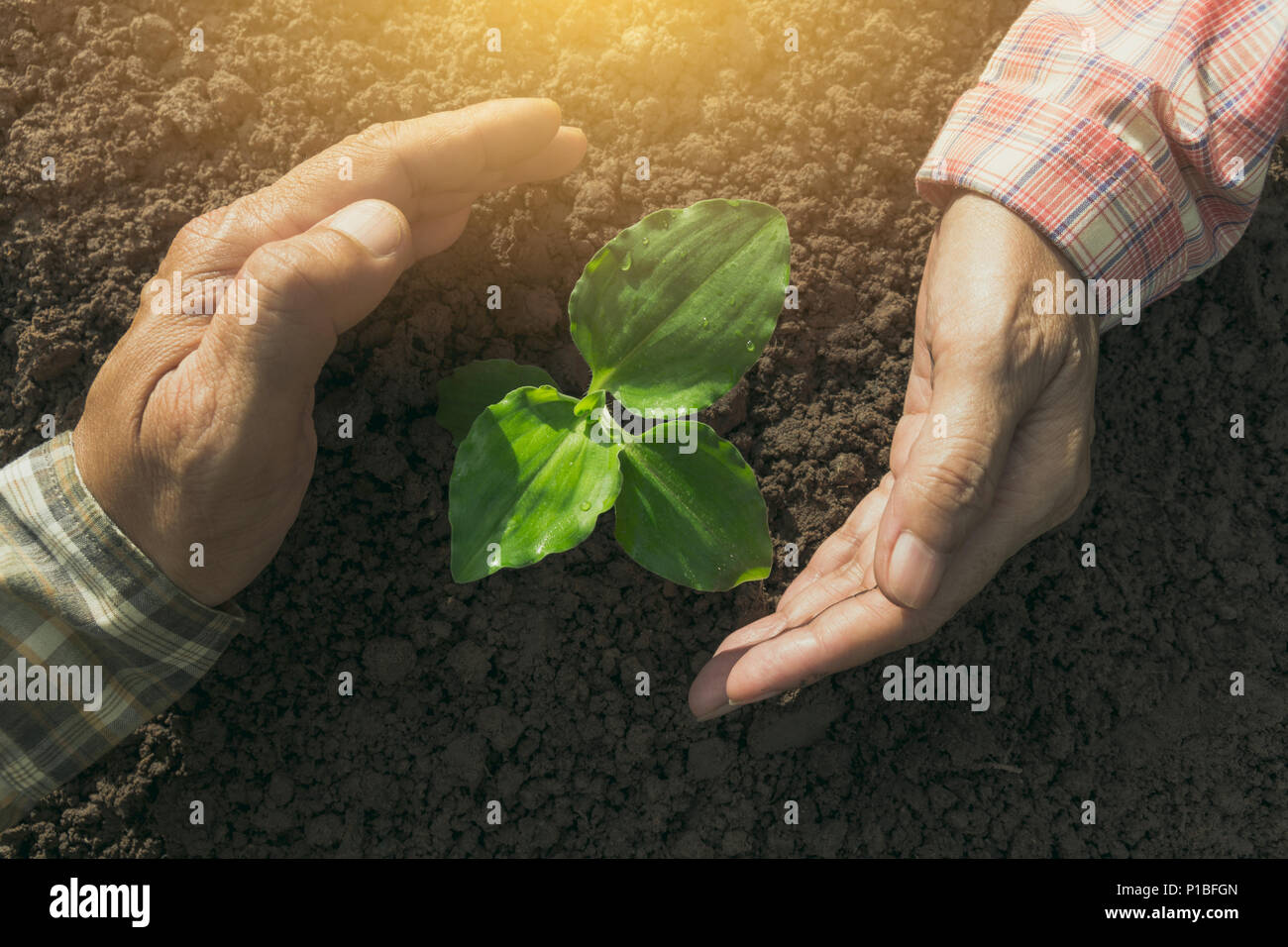 Hand protecting a green young plant with growing in the soil on nature ...