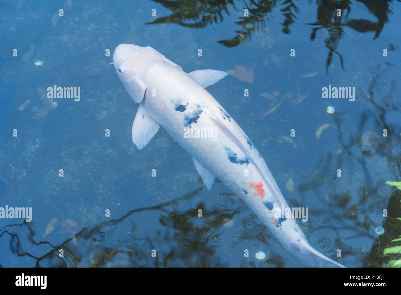 Fancy carp in Japan Stock Photo - Alamy