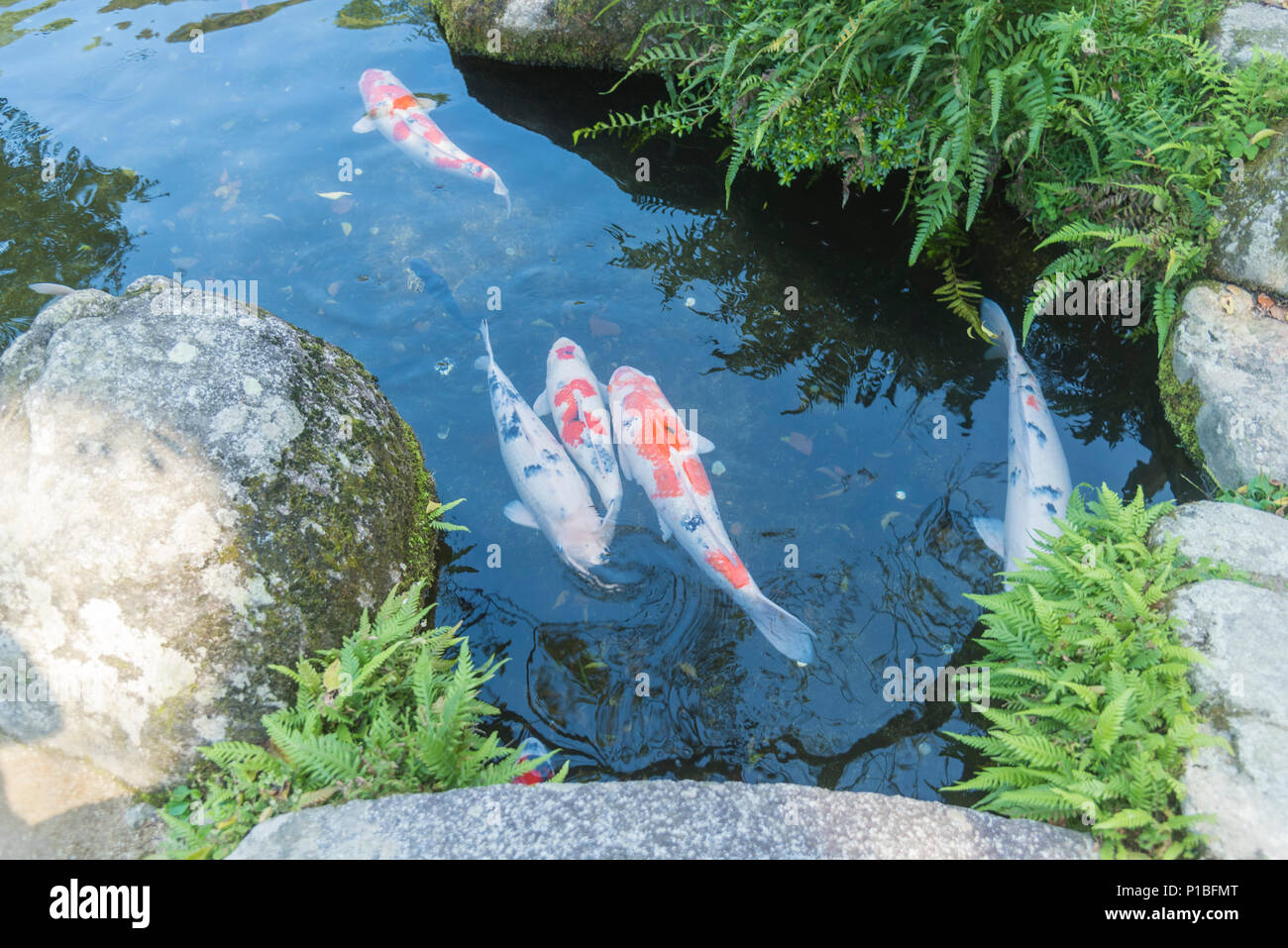 Fancy carp in Japan Stock Photo - Alamy