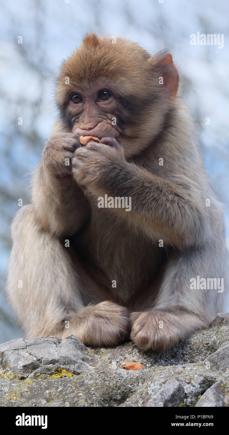 Long haired monkey hi-res stock photography and images - Alamy