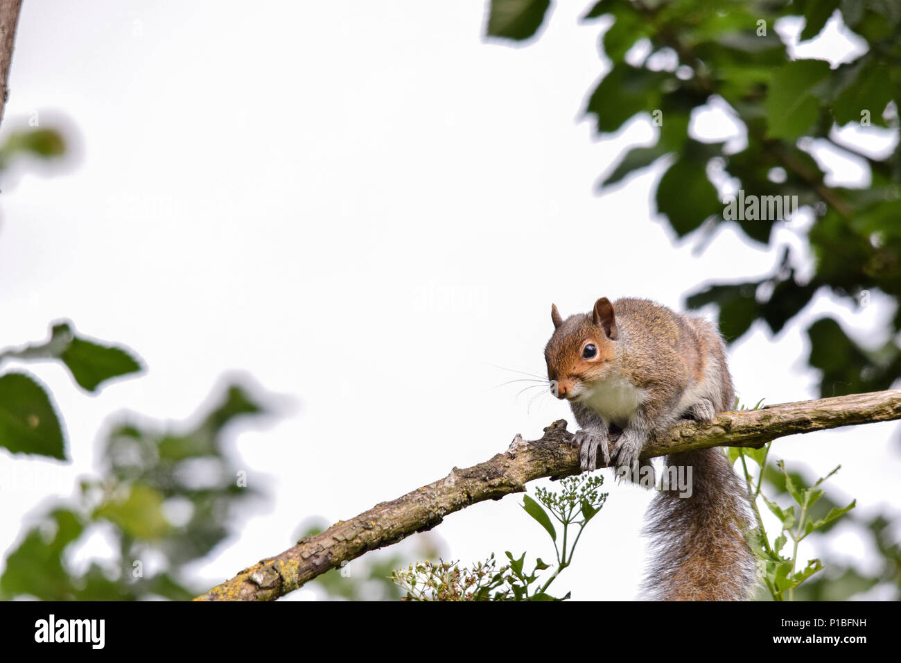 Red and grey squirrel hi-res stock photography and images - Alamy