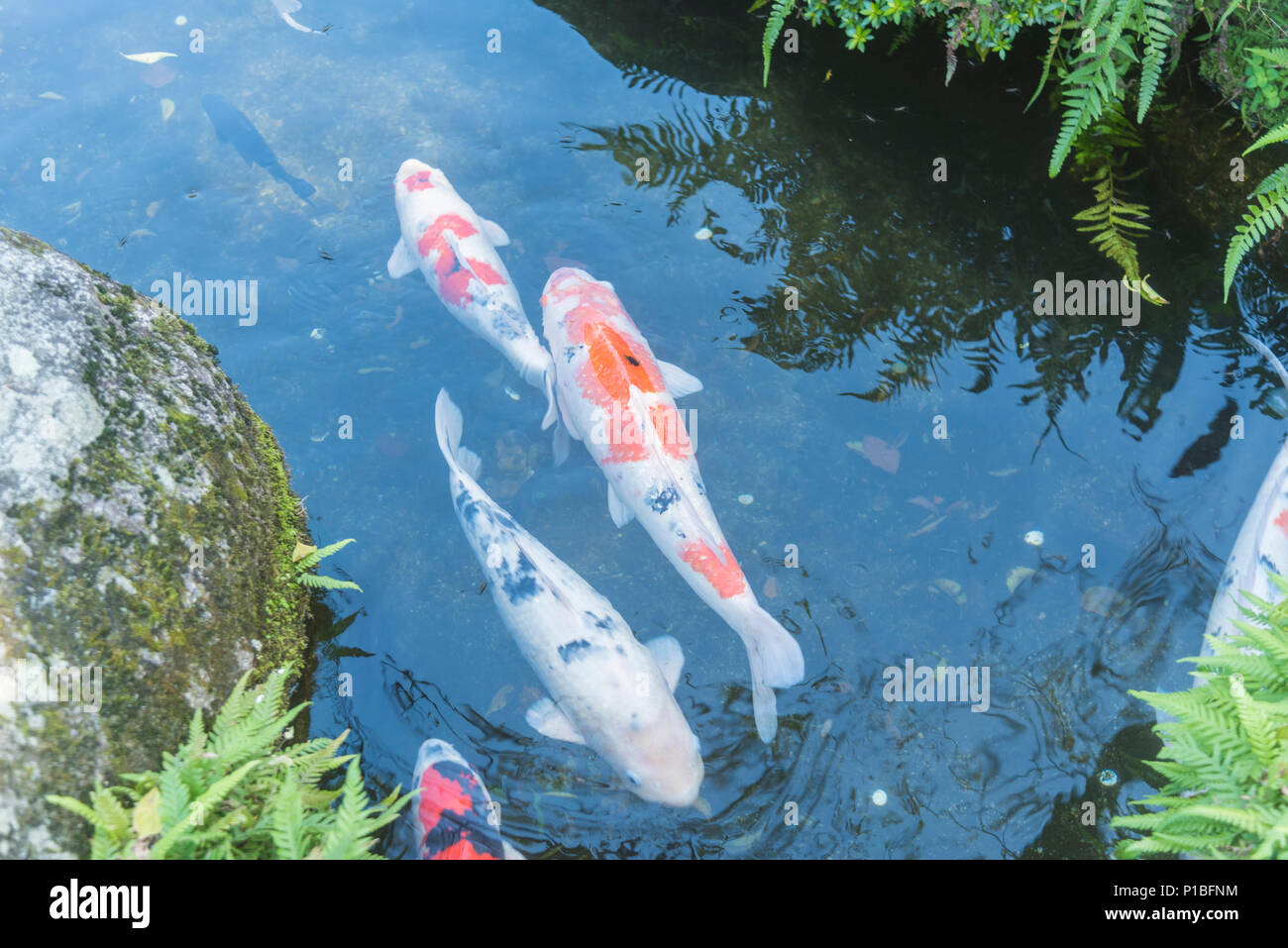 Fancy carp in Japan Stock Photo - Alamy