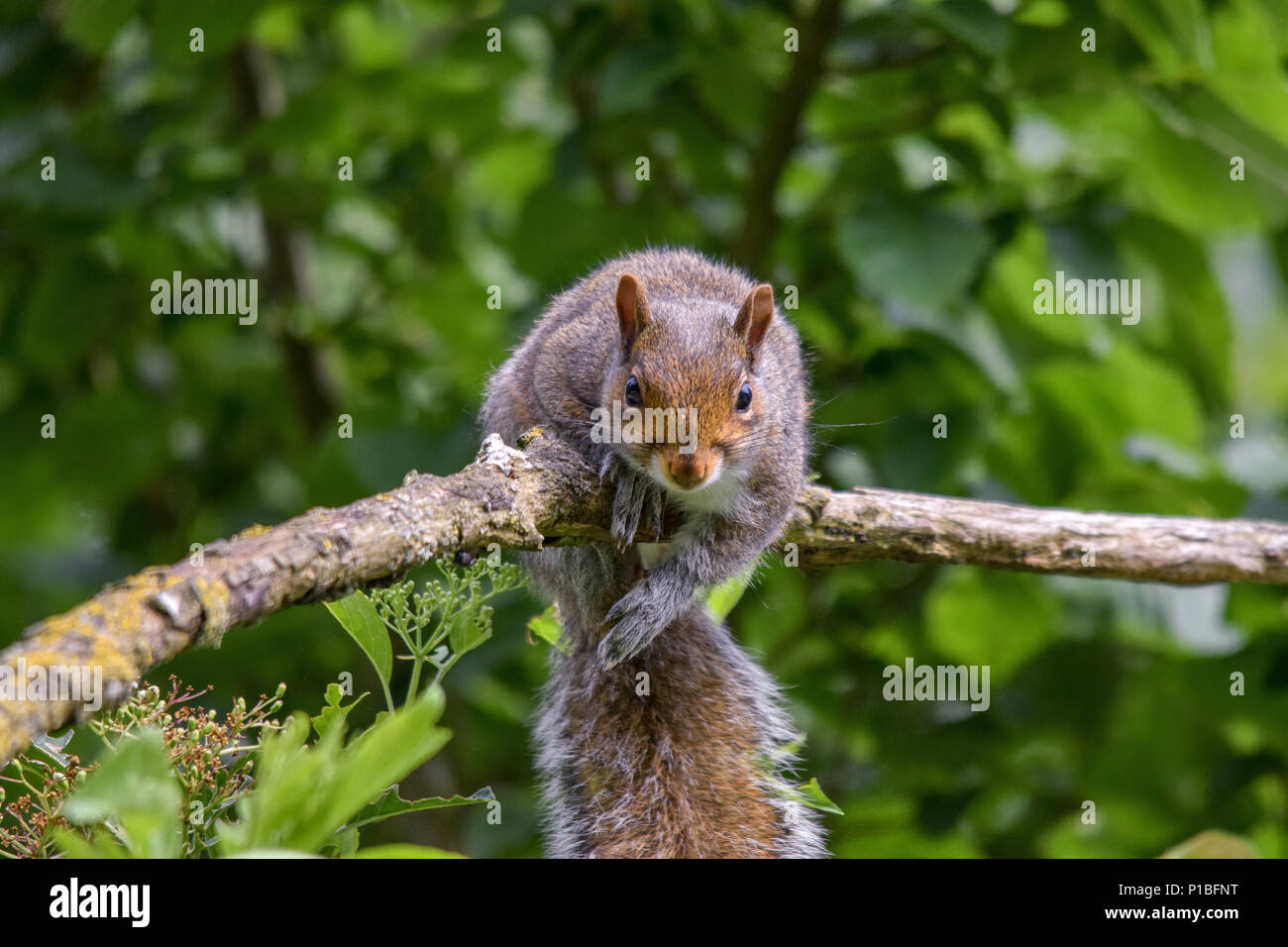 Red and grey squirrel hi-res stock photography and images - Alamy