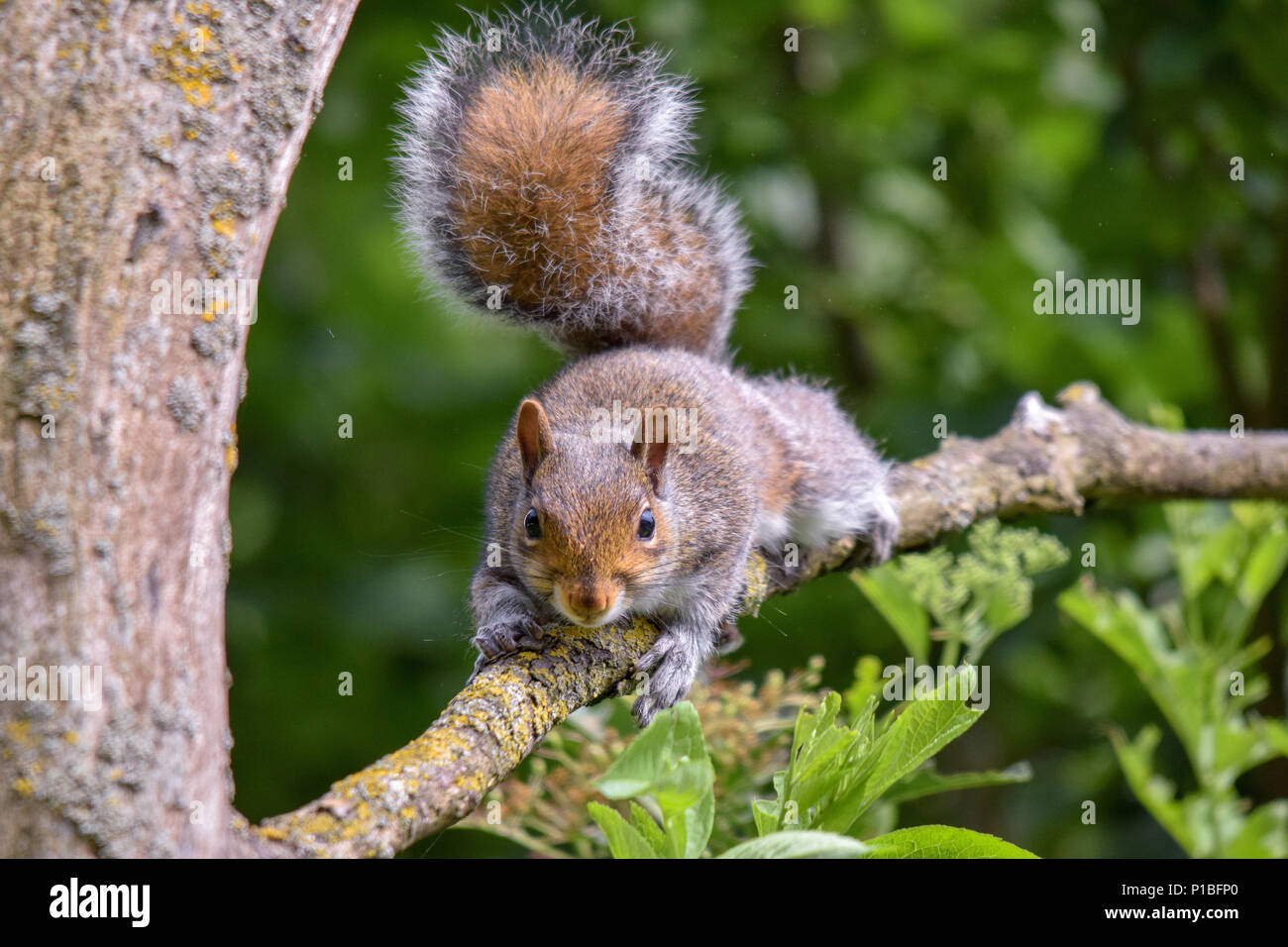 Red and grey squirrel hi-res stock photography and images - Alamy